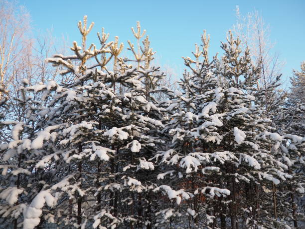 Free picture: Beautiful snowy conifer trees on bright sunny day