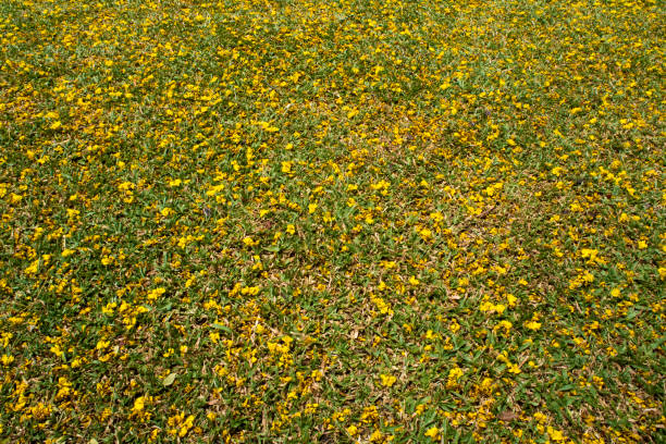 Free Stock Photo of Flowers Scattered in Grass | Download Free Images ...