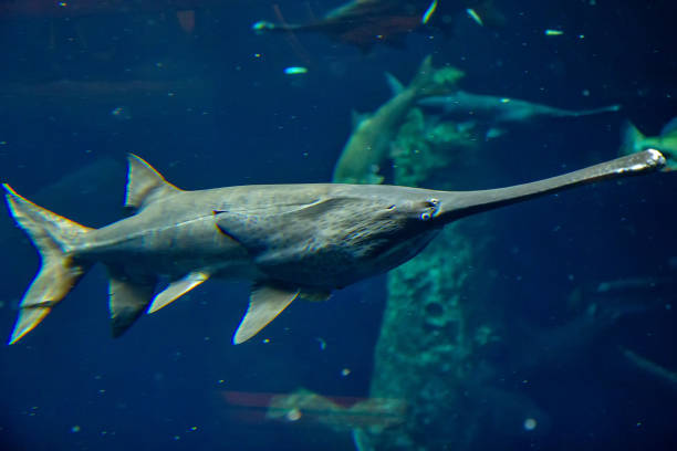 Free picture: paddlefish, underwater, photography, polyodon, spathula