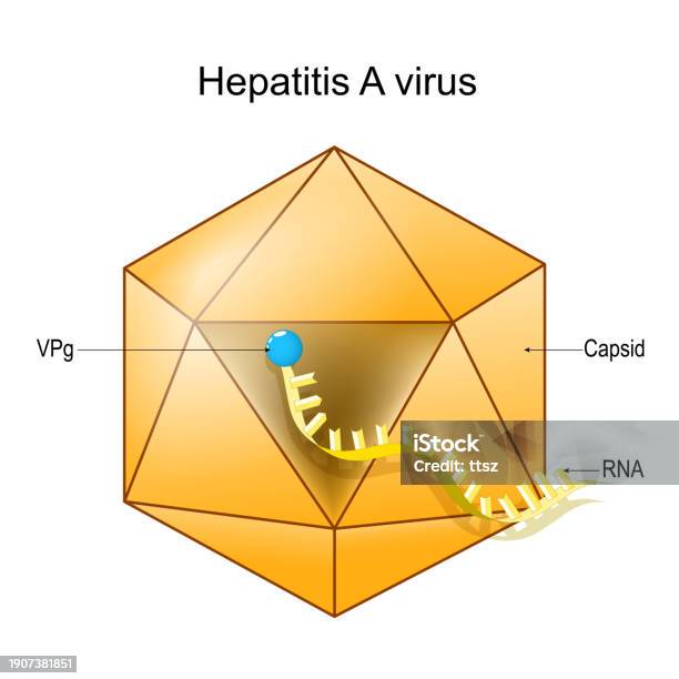 Structure Of Hepatitis A Virus Virion Anatomy Stock Illustration