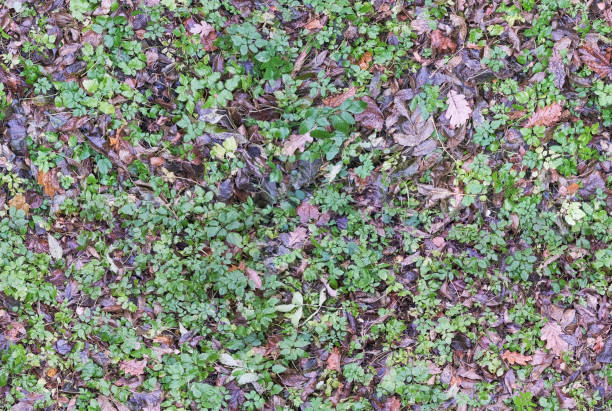 Free picture: green, ground, texture