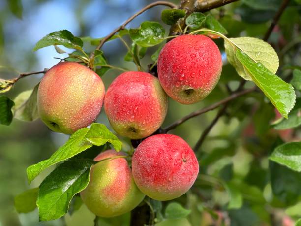 200,000+ Free Apple Tree & Apple Images - Pixabay