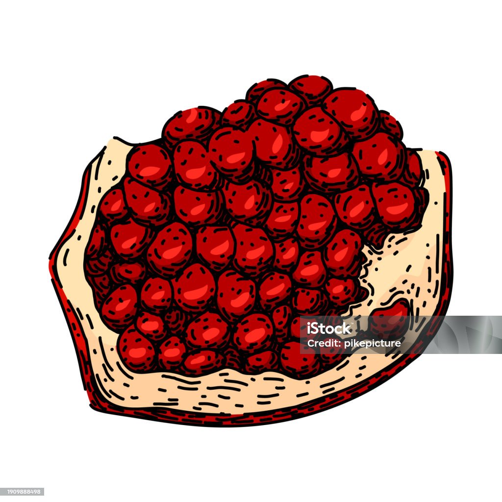 Red Pomegranate Sketch Hand Drawn Vector Stock Illustration Download