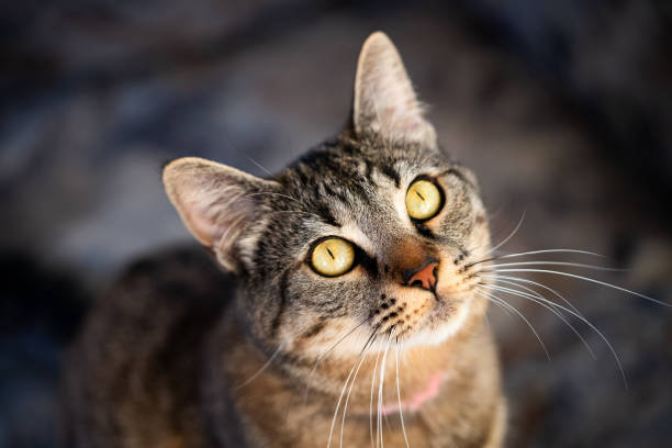 Free Stock Photo of Intense Close-Up of Cat Looking at Camera ...