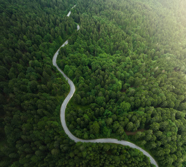 Free Stock Photo of Aerial View of Winding Road Surrounded by Trees ...