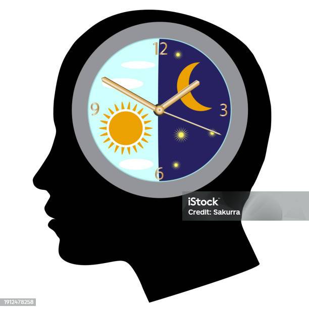 A Circadian Rhythm Or Circadian Cycle Human Circadian Biological Clock ... A Circadian Rhythm Or Circadian Cycle Human Circadian Biological Clock ...