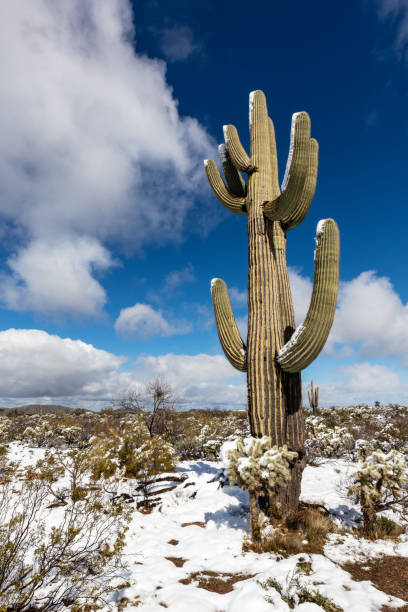 Free Stock Photo of Cactus in the Desert with Snow | Download Free ...