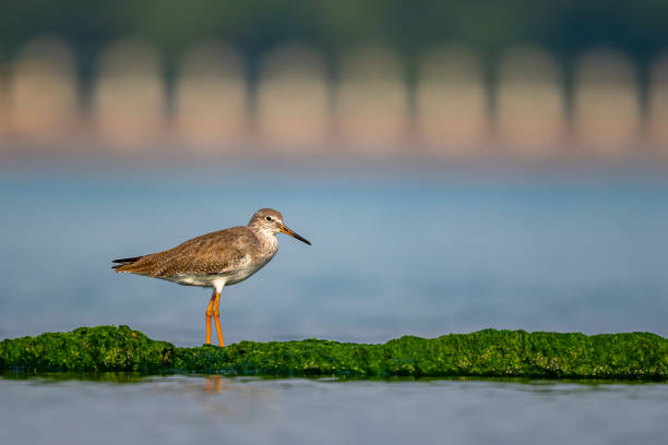 Redshank Bird Common - Free photo on Pixabay