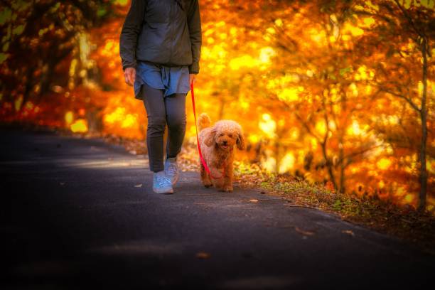 Free Stock Photo of Person walking with a dog in autumn forest ...