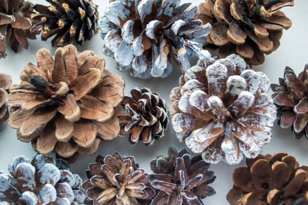 Free Stock Photo of Pile of Pine Cones With Tags | Download Free Images ...