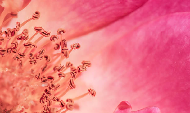 Free Stock Photo of Delicate flowers with detailed stamens and textures ...