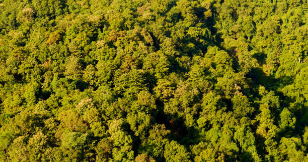 Free Stock Photo of Dense lush green forest canopy captured from above ...