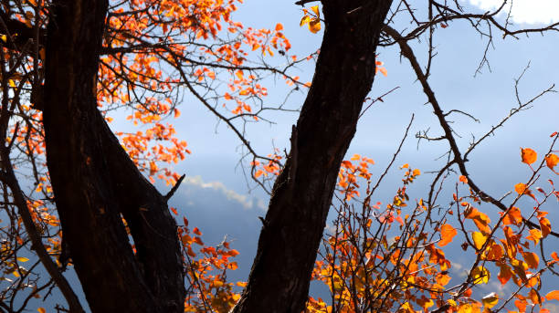 Free picture: A tree with orange-yellow leaves in half shadow, a ...