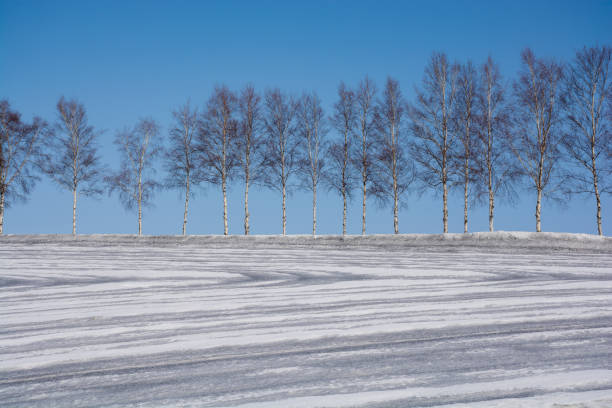 Free Stock Photo of Row of Trees in Snowy Field | Download Free Images ...