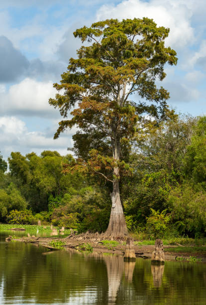 Free cypress trees stock photos. Download the best free cypress trees ...