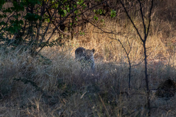 Free Stock Photo of Leopard lurking in the dusk light | Download Free ...