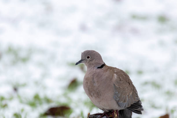 Free Stock Photo of Eurasian Collared Dove with its Chick | Download ...