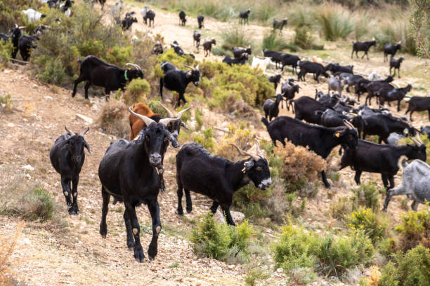 Free livestock migration stock photos. Download the best free livestock ...