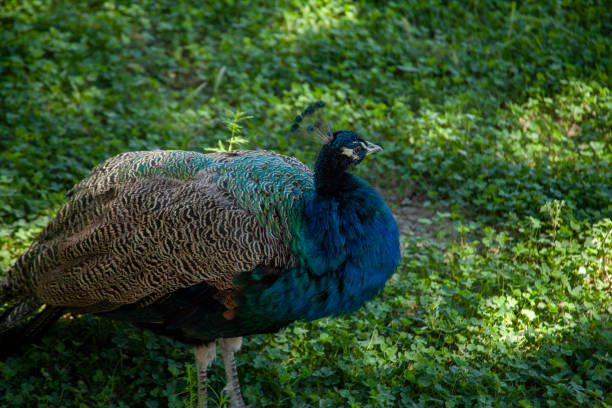 Peacock Pen Plumage - Free photo on Pixabay