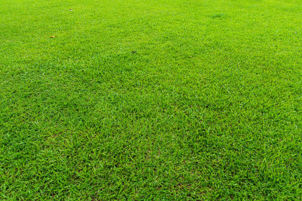 80,000+ Free Grass & Nature Images - Pixabay