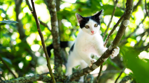 Free Stock Photo of A cat sitting on a tree branch | Download Free ...