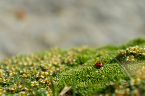 Free microhabitat stock photos. Download the best free microhabitat ...