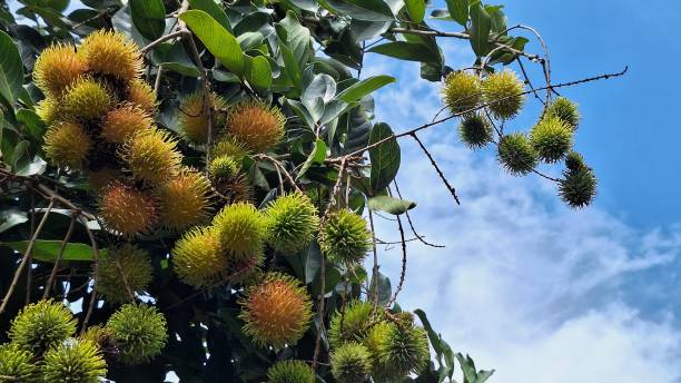 Free Stock Photo of Rambutan Fruit Tree | Download Free Images and Free ...
