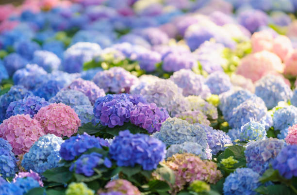 3,000+ Hydrangea Flower Pictures & Images [HD] - Pixabay