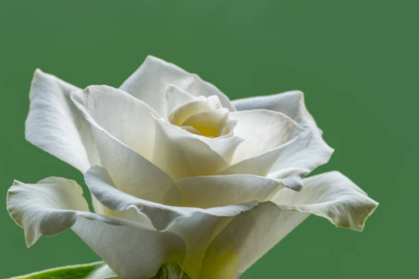 Free Stock Photo of Close-up of an elegant spiral-shaped white rose ...