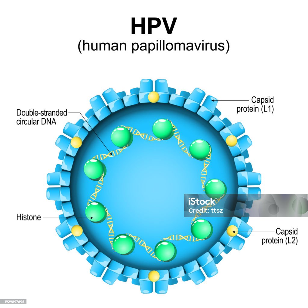 Virus Papiloma Manusia Struktur Hpv Ilustrasi Stok - Unduh Gambar ... Virus Papiloma Manusia Struktur Hpv Ilustrasi Stok - Unduh Gambar ...