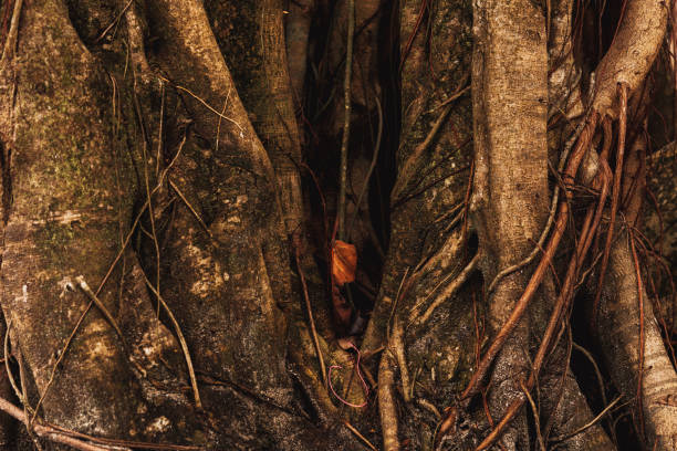Free picture: up-close, red, mangrove, roots