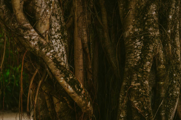 Free Stock Photo of Big Betel nut tree | Download Free Images and Free ...