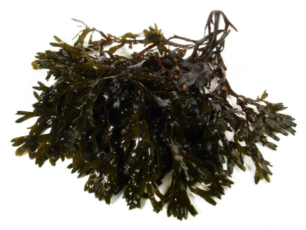 Free Stock Photo of Pile of Black Seaweed on White Surface | Download ...