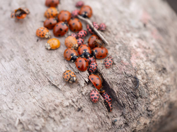 Free picture: Orange-yellow ladybug on a wood surface under sunlight ...