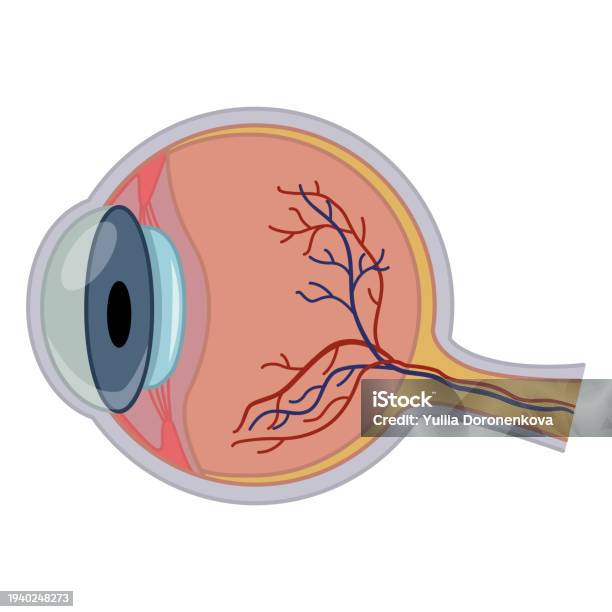 Anatomie De Lœil Humain Illustration Vectorielle Dun Organe Interne