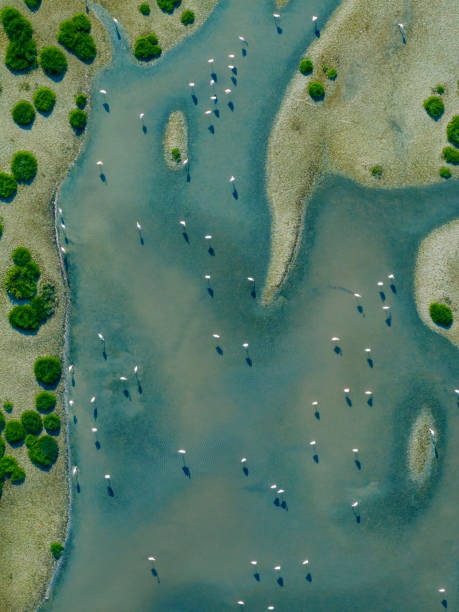 Free Stock Photo of Aerial view of colorful wetlands texture | Download ...