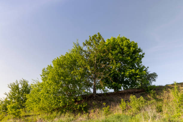 Free Stock Photo of Tree Growing on Side of Hill | Download Free Images ...