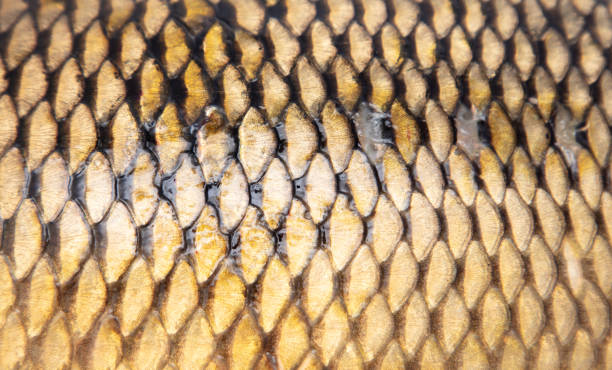 Free picture: texture, fish, scale