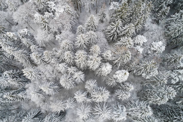 Free Stock Photo of Aerial View of Snowy Forest | Download Free Images ...