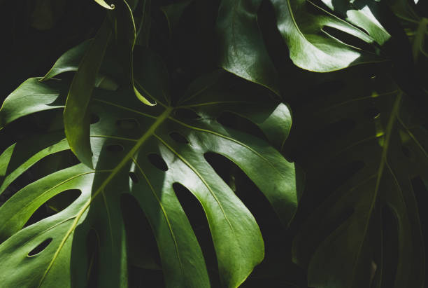 Free Stock Photo of Dark monstera leaves background | Download Free ...