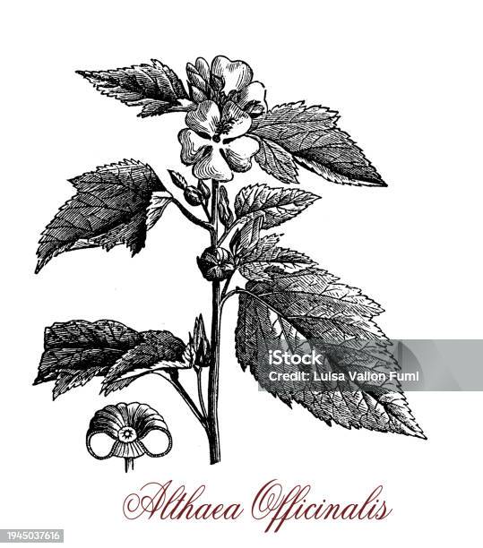 Ilustración de Althaea Officinalis Botanical Vintage Engraving y más ... Ilustración de Althaea Officinalis Botanical Vintage Engraving y más ...