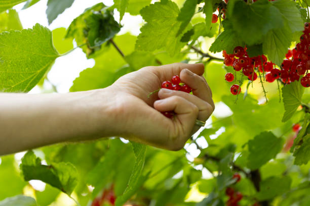 Free Stock Photo of Hand Holding a Bunch of Berries | Download Free ...