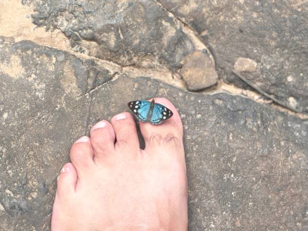 Free picture: mission, blue, butterfly, insect, male, icaricia ...