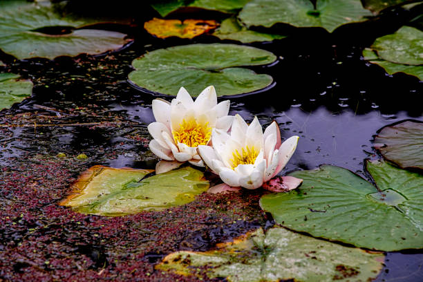 Free Stock Photo of Floating Water Lilies in a Pond | Download Free ...
