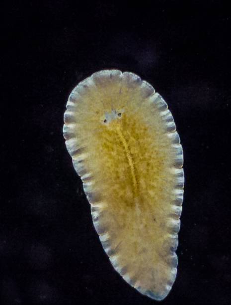 Free Stock Photo of planaria | Download Free Images and Free Illustrations