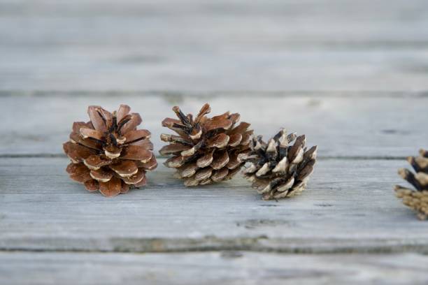 Free Stock Photo of Group of Pine Cones on Wooden Bench | Download Free ...