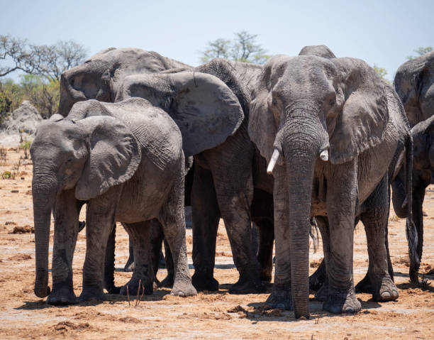 Free Stock Photo of Group of Elephants Standing Together | Download ...