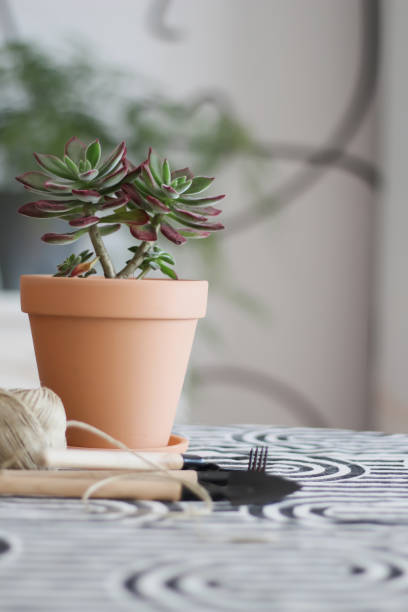 Free Stock Photo of Echeveria Setosa Mexican Firecracker Plant ...