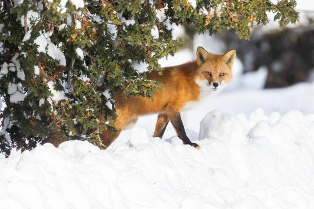 Free Stock Photo of Red Fox Running Through a Snowy Forest | Download ...