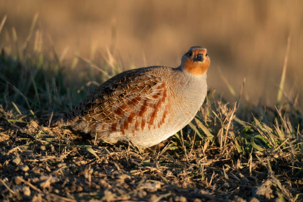 Free picture: up-close, quail, standing, full, frontal, view